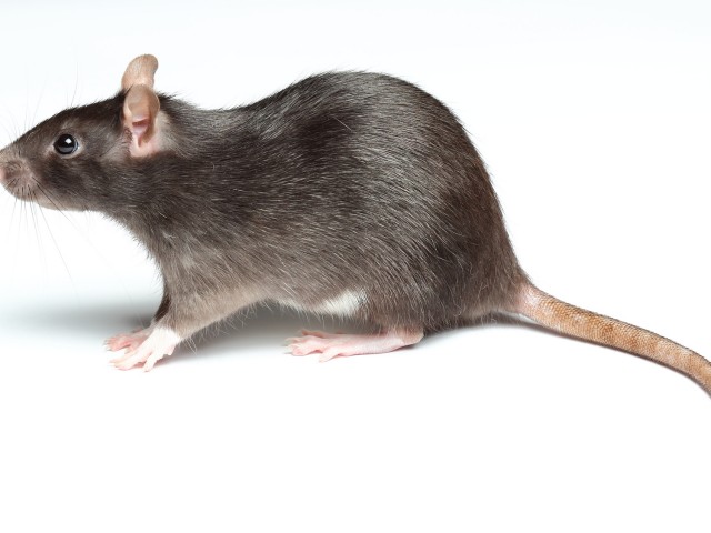 Dératisation et extermination des rats sur Lyon, Roanne et Villeurbanne